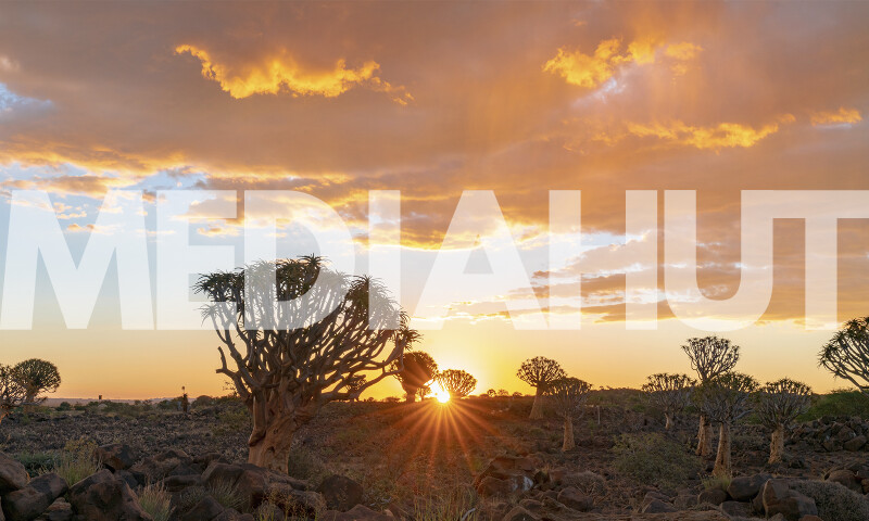 Media Hut Reviews and Clients | DesignRush