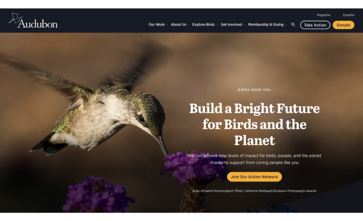 National Audubon Society Website Design Analysis | DesignRush